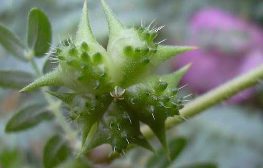 What Is Gokshura ? 9 Ways Gokshura Is Beneficial To Your Health