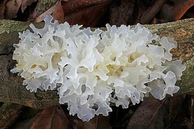 Can A Fungi Be Beneficial? White Fungus And It's Innumerable Benefits