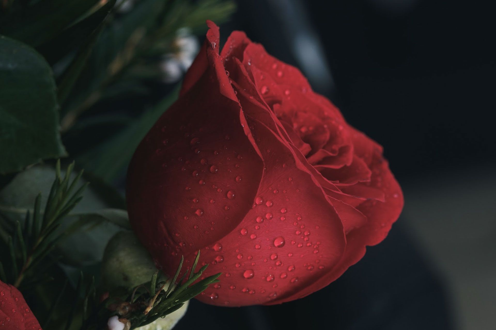 The Solution To Your Entire Skin Problem Is Extremely Rose-y!